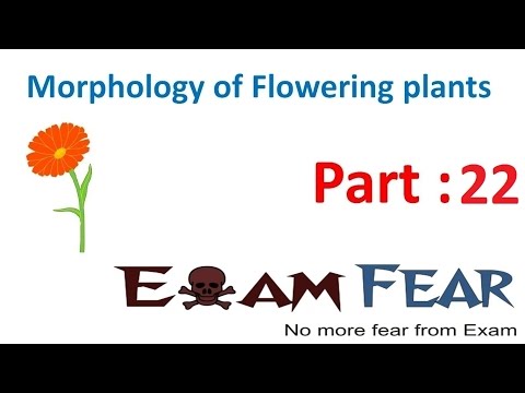 Biology Morphology of Flowering Plants part 22 (Stamen: Structure & Arrangement) CBSE class 11 XI
