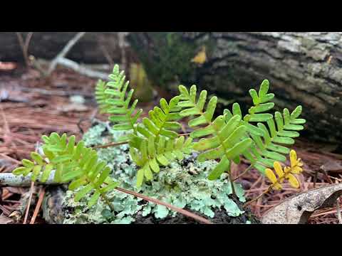 South Toledo Bend Louisiana State Park Review