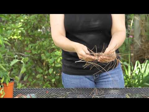 Is Pine Straw Bad for a Garden? : Garden Space