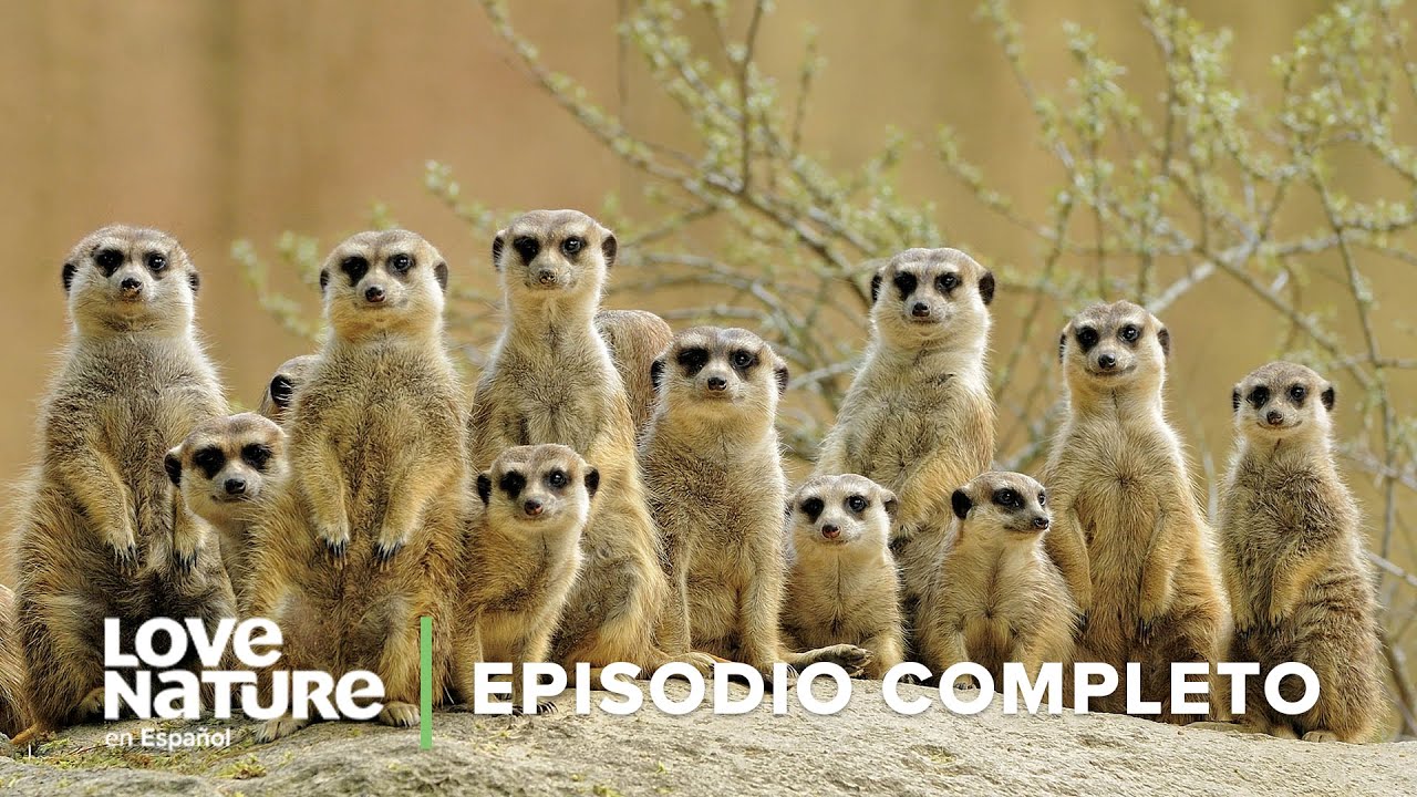No te metas con las SURICATAS 🐾❌ | Iconos de la Vida Silvestre 📽️🌄 Episodio 4 | Love Nature 🍃