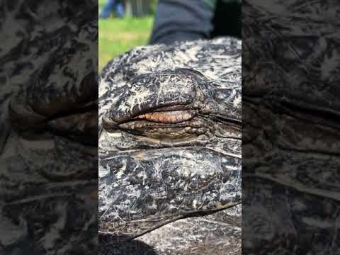 Alligator eye