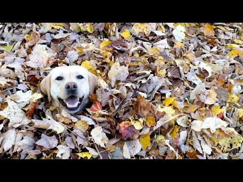 Dogs That Love Fall Leaves - Dog Jump in Leaves
