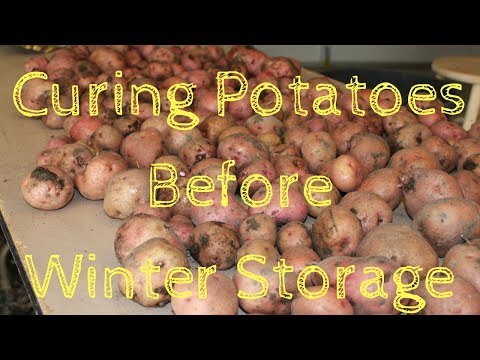 Curing Potatoes before winter storage