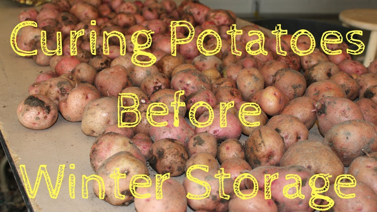 Curing Potatoes before winter storage