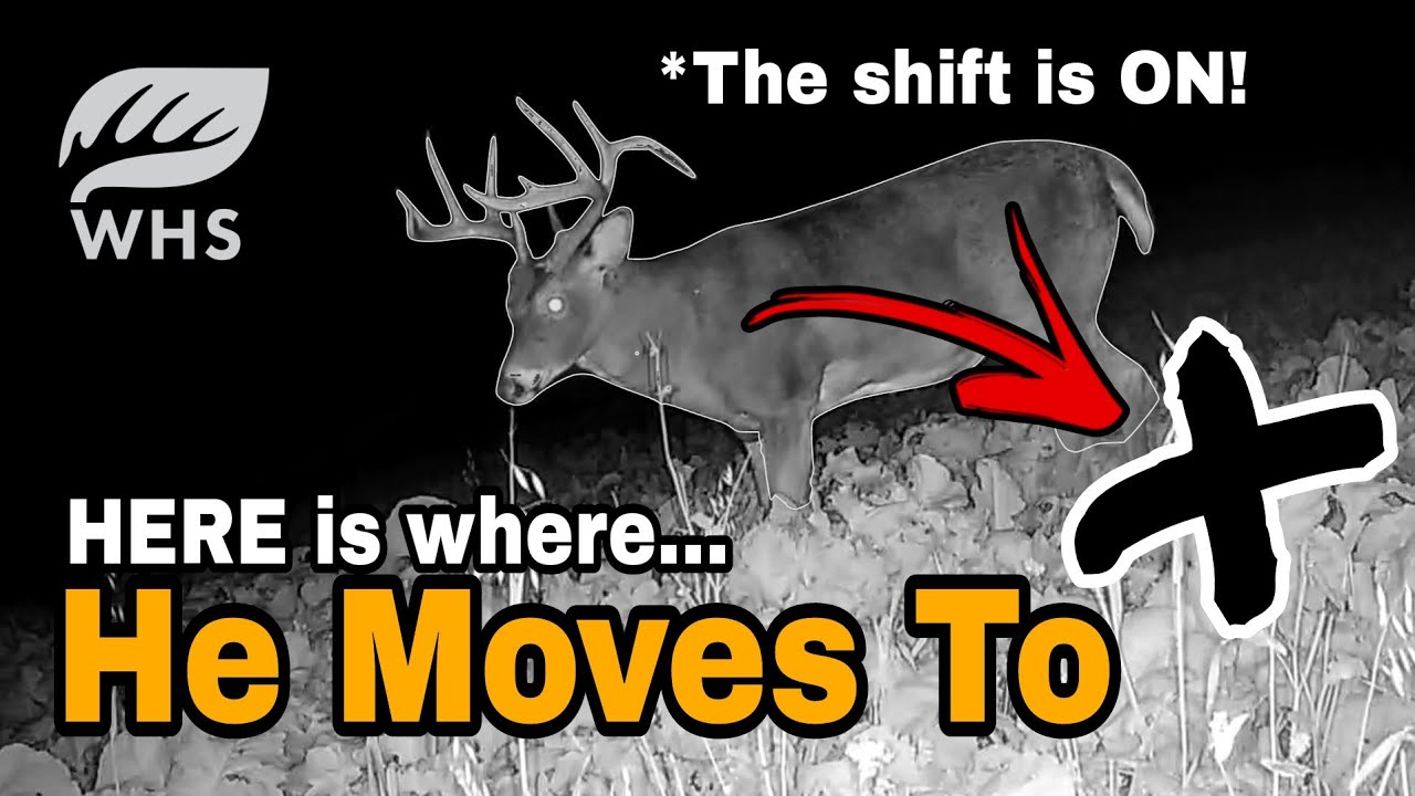 How To Hunt A Buck's Fall Pattern