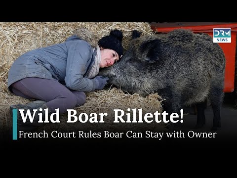 Rillette, a wild boar, saved! – Learning from Dogs