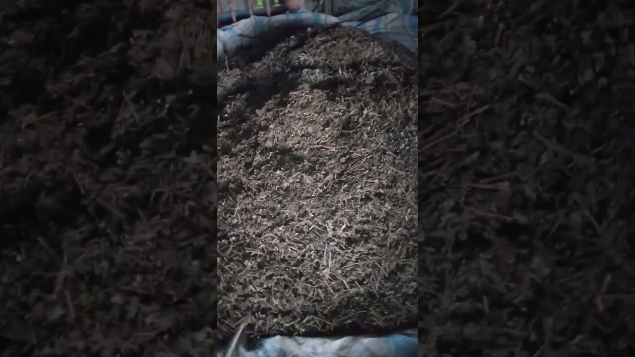 nilam fermentasi