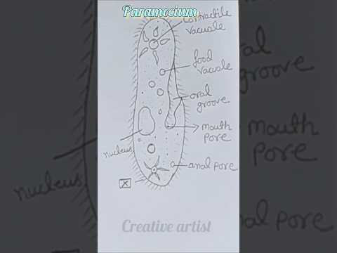 How To Draw Paramecium Diagram Easily//Paramecium Diagram//Paramecium conjugation Diagram #shorts