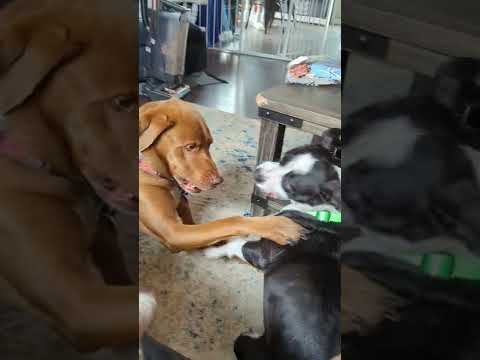 Betty Hoke - Peak Lab Rescue video 3