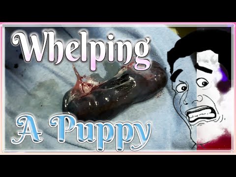 How to Whelp Puppies! The Dark Side Behind Whelping Those Cute Faces!