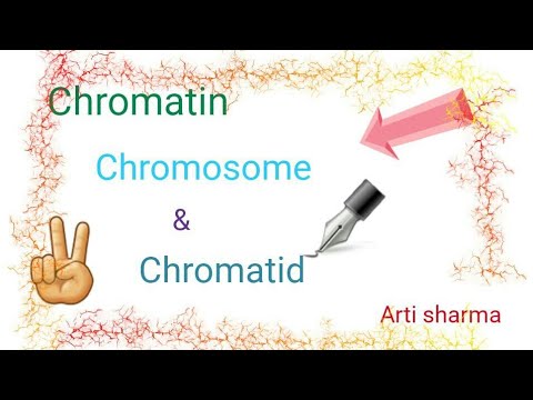 chromatin, chromosome & chromatid