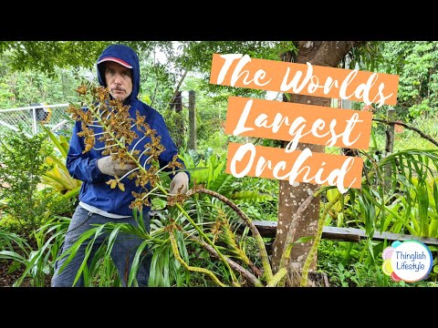 The Worlds Largest Orchid Species in Bloom at Anarchy Farm #orchids