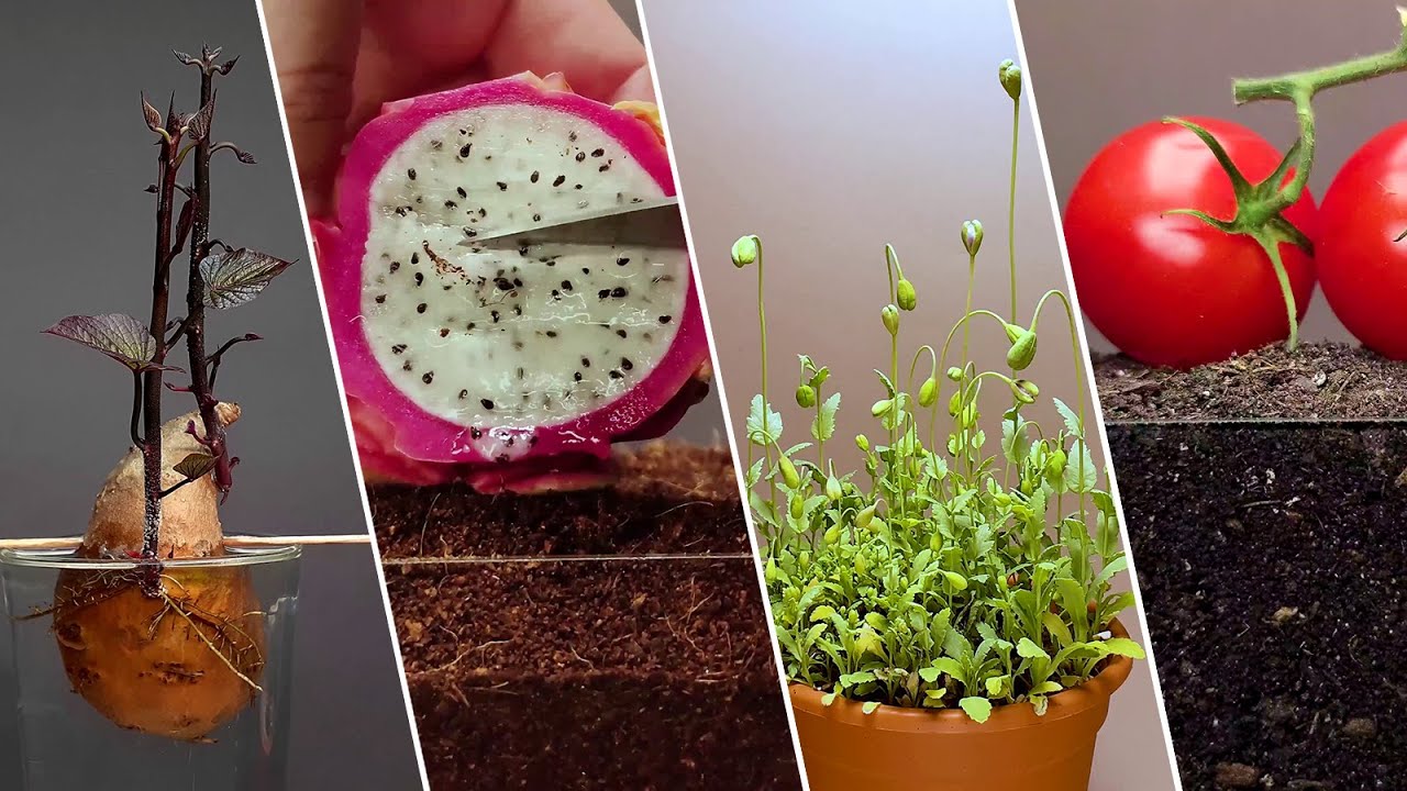 TOP 32 most beautyful timelapse I've ever seen - #greentimelapse #gtl #timelapse