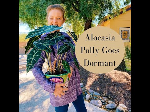 Alocasia Polly Goes Dormant #shorts #africanmaskplant #alocasiapolly