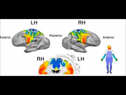 Brain activations in the primary motor cortex in response to movement of different body parts