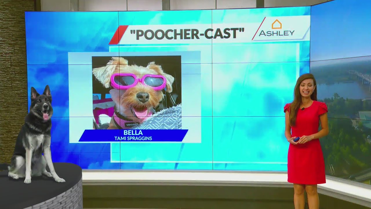 Poochercast features Bella!