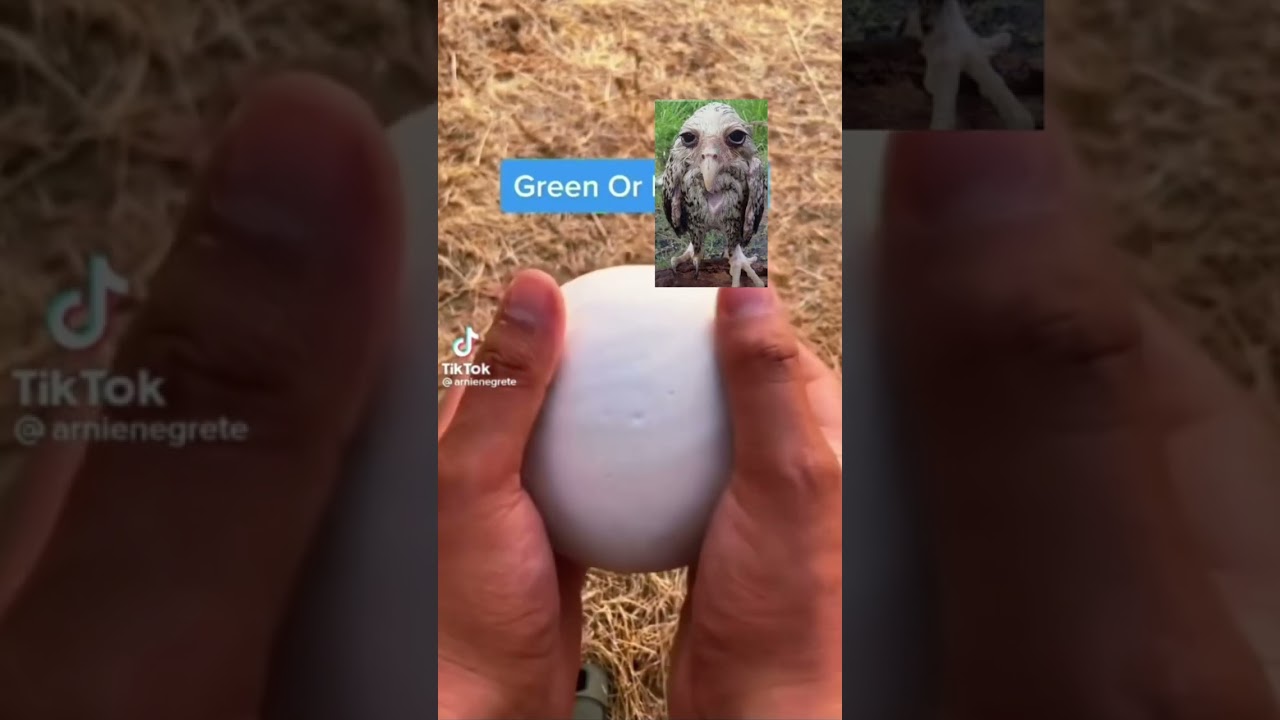 Green or wet owl
