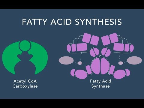 Fatty Acid Synthesis