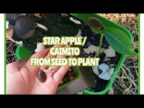 Star Apple | Caimito | from seed to plant | Part 02.