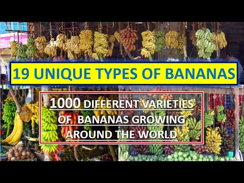 19 UNIQUE TYPES OF BANANAS. DIFFERENT VARIETIES OF BANANAS.