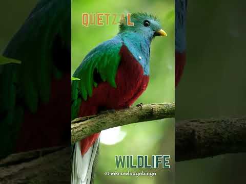 Name 3 Animal That Start With Letter Q #animals