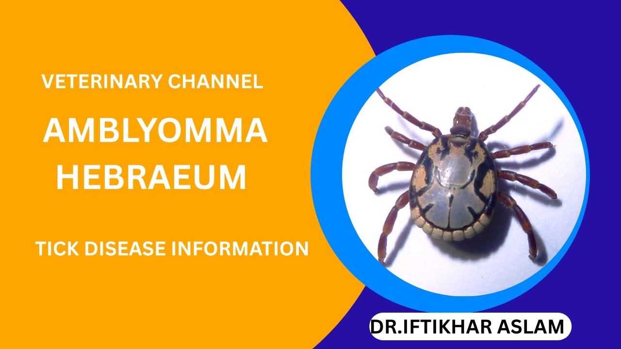 Meet Amblyomma hebraeum: Africa's Ornate Tick and Its Hidden Dangers!
