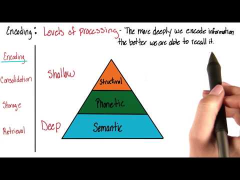 Encoding - Intro to Psychology
