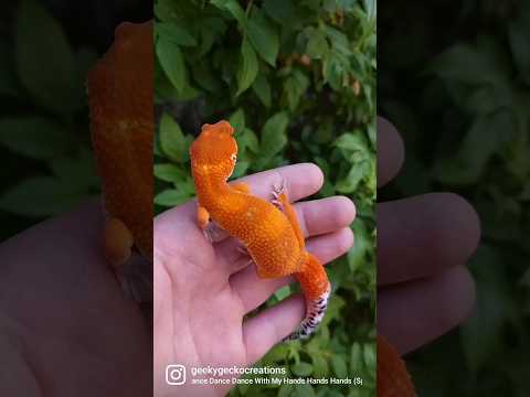 Leopard Geckos 🥳 #leopardgecko #reptile #gecko #animals #pets #fyp #shorts #nature #cuteanimals #pet