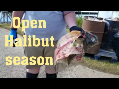 The eagles put on a show for us in La Push, WA - Full time Van Life