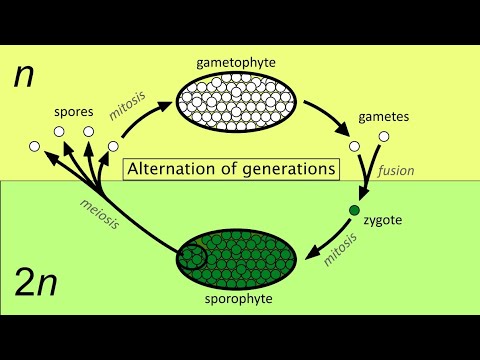 Sporophyte Vs Gametophyte ! plant kingdom ! doubt crusher.