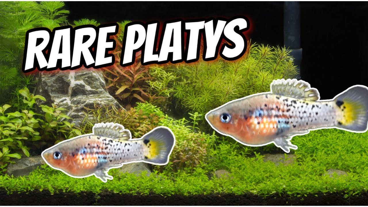 Let's look at some Awesome Rare Platy Fish!