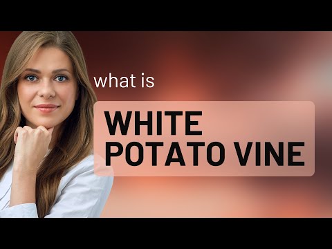 White potato vine | meaning of WHITE POTATO VINE