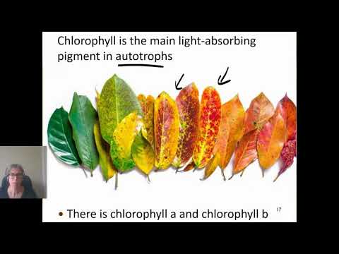 03.51 Photosynthesis and Photons
