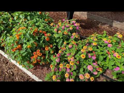Lantana Shamrock at Costa Trials Week 7, 2021