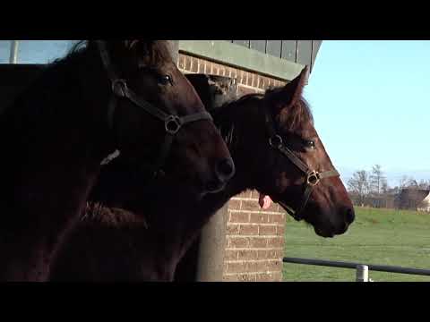 Boko Stables Holland B.V. zoekt personeel