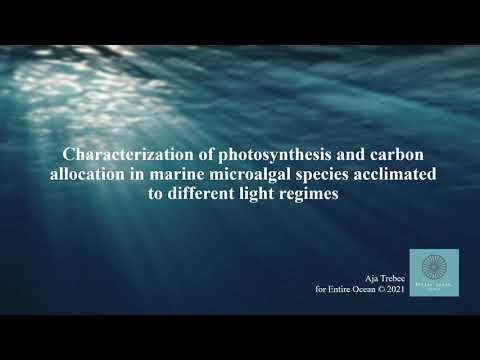 Characterization of photosynthesis & C allocation in marine algae (Entire Ocean Podcast Ep. 5)