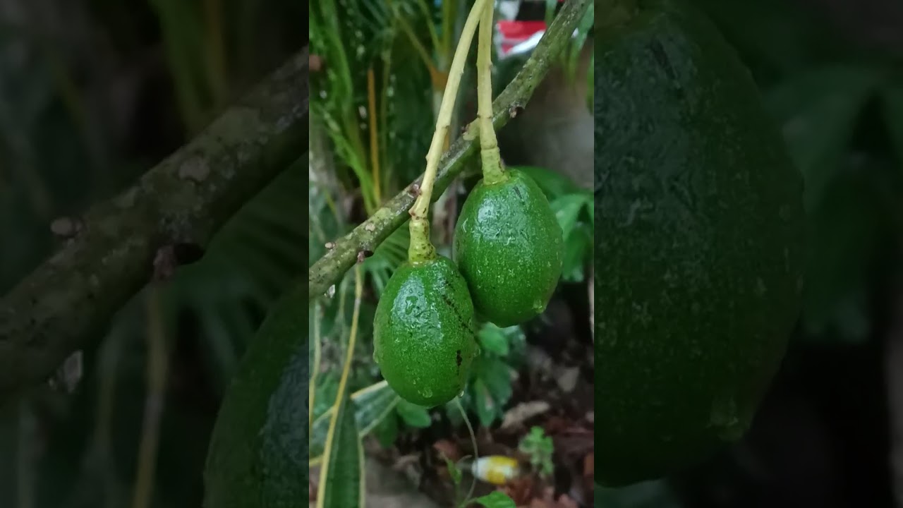 Big Green Avocados