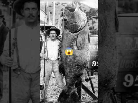 Rare Animals Photos You've Never Seen Pt.2 #shorts #viralshort #rarephotos