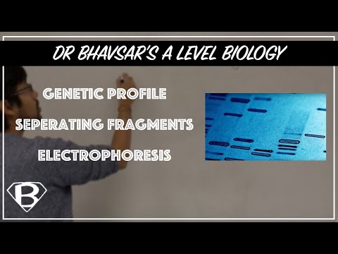 DNA profiles: electrophoresis