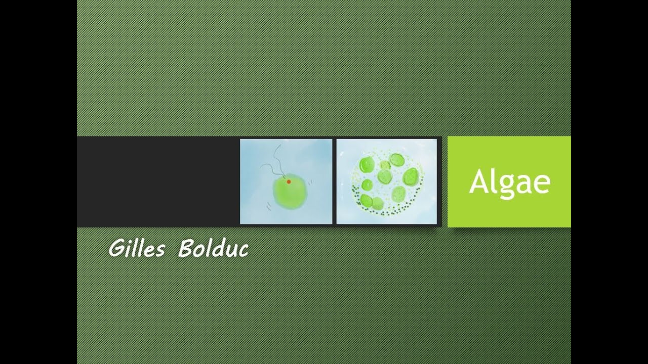 Algae (General Lecture)