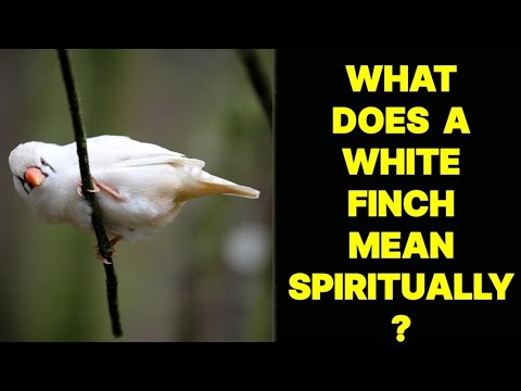 White Finch Bird Spiritual Meaning