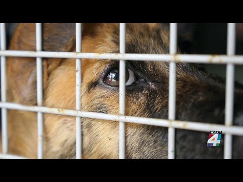 Jacksonville Humane Society receives $900K grant for program that aims to save lives of animals