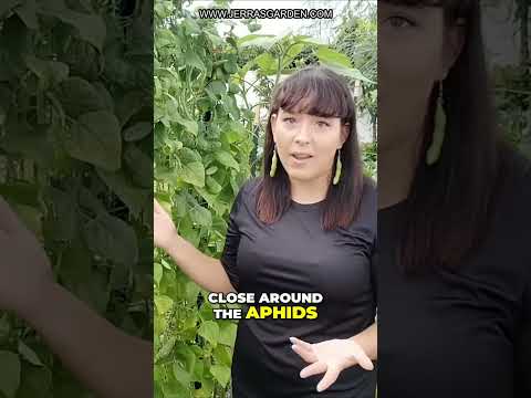 How to Get Rid of Aphids Naturally: Effective Methods