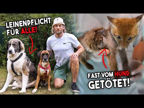 DOG rips fox pup during breeding season! WILDLIFE SITE at its limit