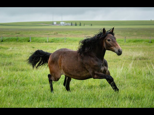 2024 Lusitano Warmblood Filly - Impeccible Breeding | Horses & Ponies ...