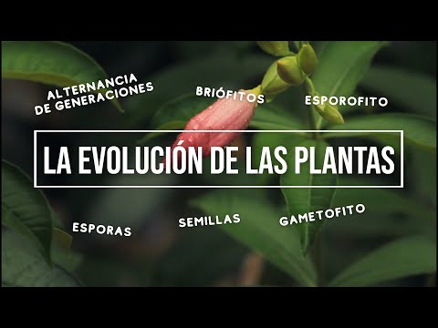 A Brief History of Plant Evolution | Biology in Spanish (English Subtitles)