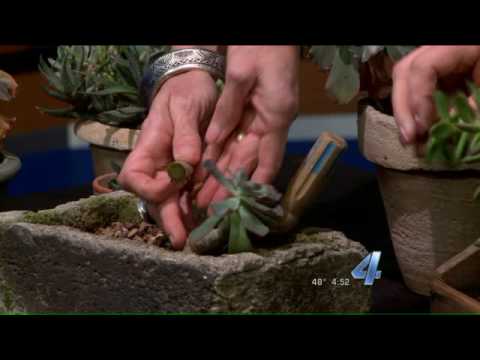 4 your garden: Winter tune-up for your plants
