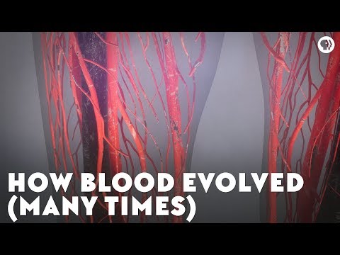 The Evolution of Blood – Cuboidicle