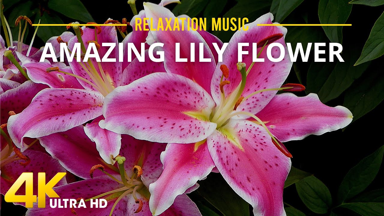 Beautiful Lily Flowers ~ The Best Relax Music for Reduce Stress • 3 HOURS