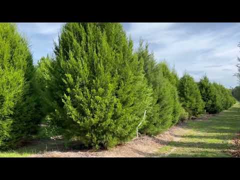 Southern Red Cedar Farm/Big Trees For Sale/Buy Large Trees and Palms/The Tree Planters
